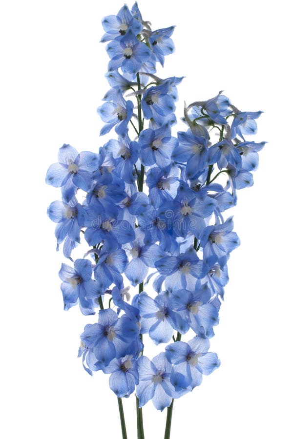 Delphinium stock image. Image of delphinium, florescence - 24034473
