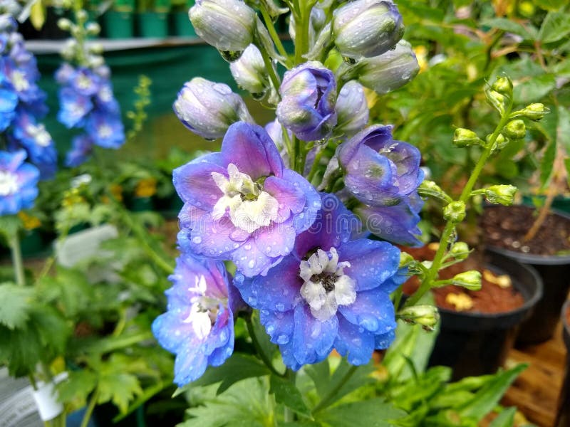 Delphinium Elatum Aurora Stock Photos - Free & Royalty-Free Stock ...