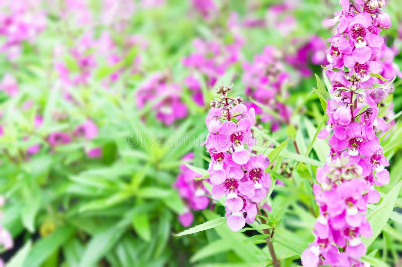 Centurion flower stock image. Image of flower, centurion - 77445347