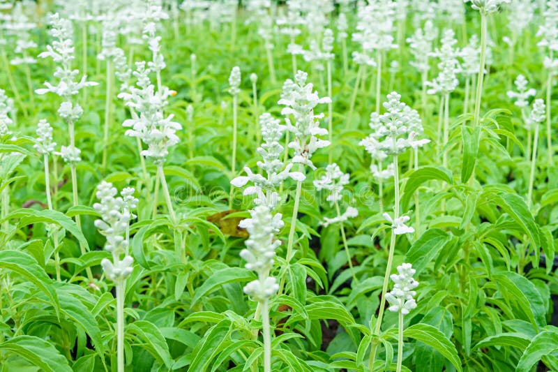 Delphinium Centurion White Flower Field Stock Photo - Image of summer ...