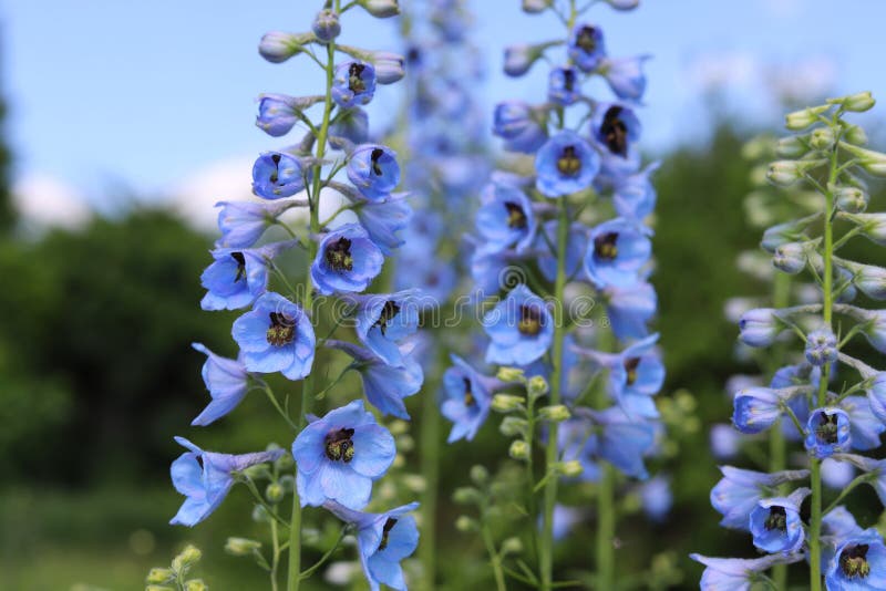Delphinium Elatum in the Garden. Double Blue Flower Stock Photo - Image ...