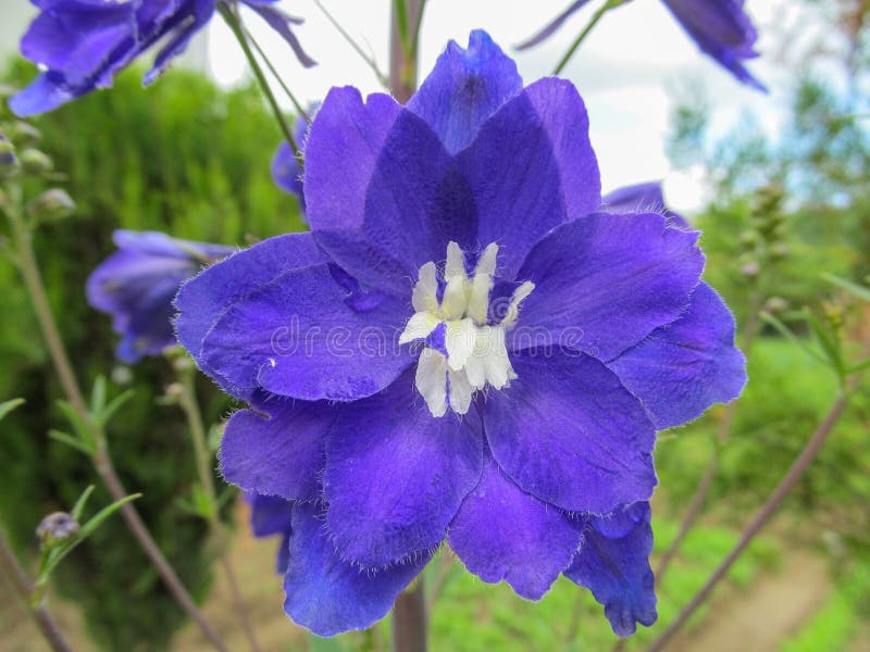 Delphinium Flowers for Carmen (carmenmbonilla) Stock Image - Image of ...
