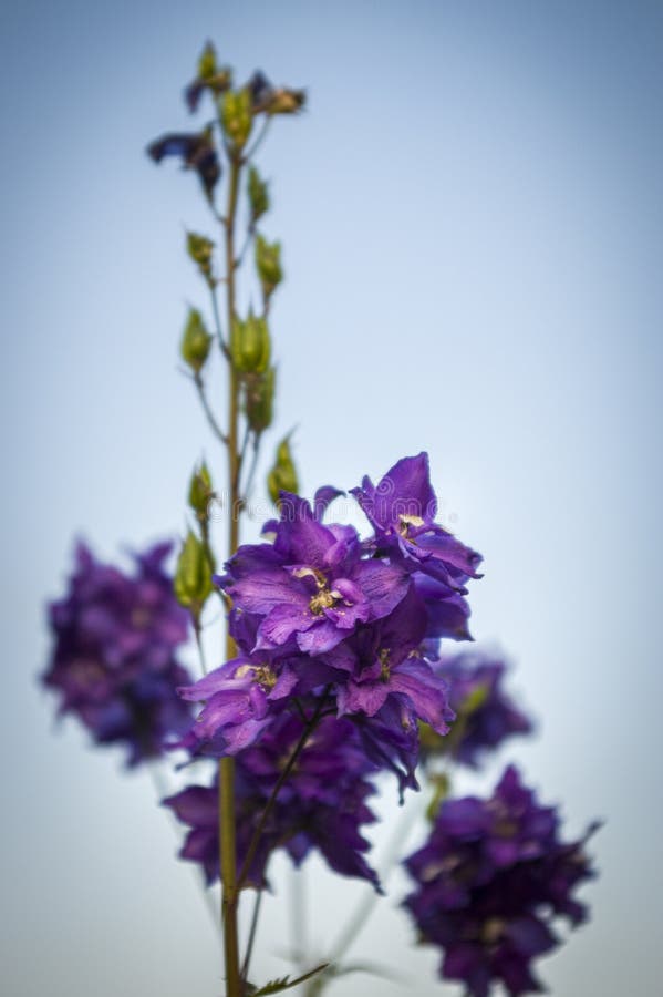 Delphinium Delphinium in Purple with Open Flowers and Closed Buds ...