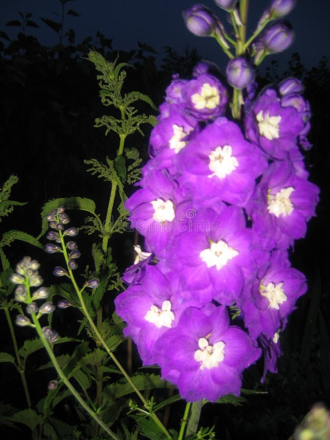 Violet Night Lighting of Modern City Building Facade Stock Image ...