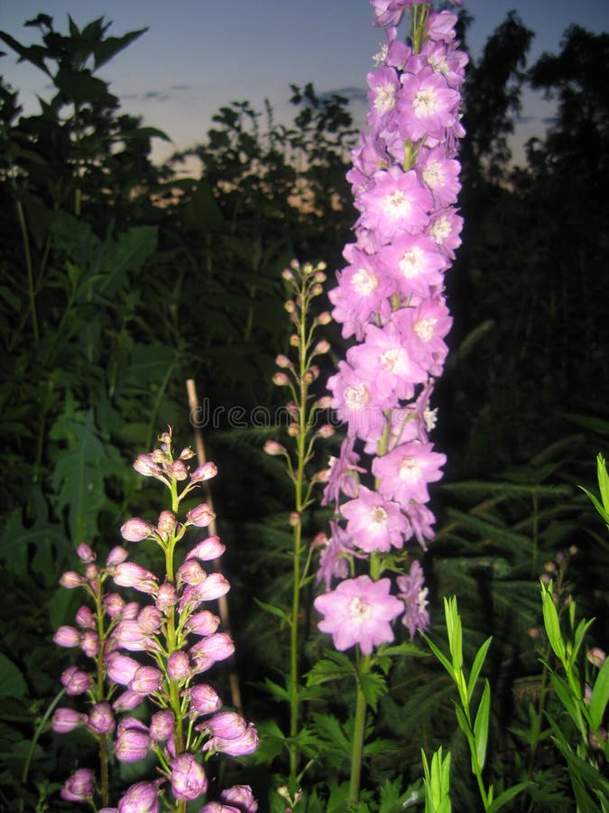 Violet Night Lighting of Modern City Building Facade Stock Image ...