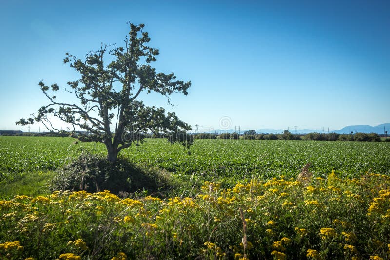 Delta BC area stock image. Image of beautiful, hike - 211795673