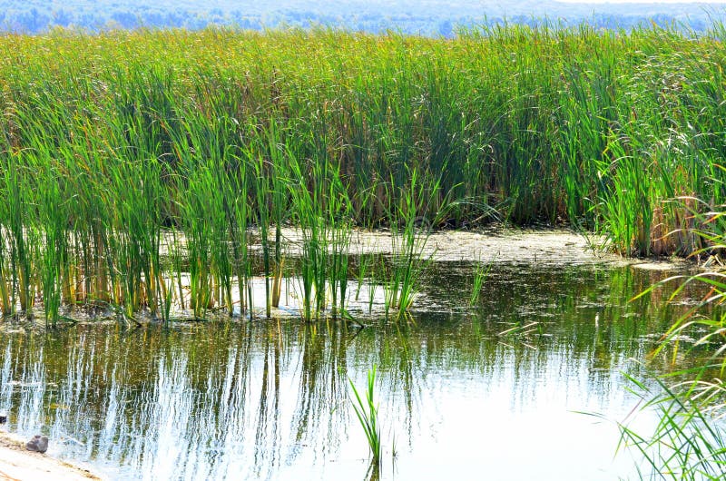 Delta de Neajlov foto de stock. Imagem de beleza, cena - 33988928