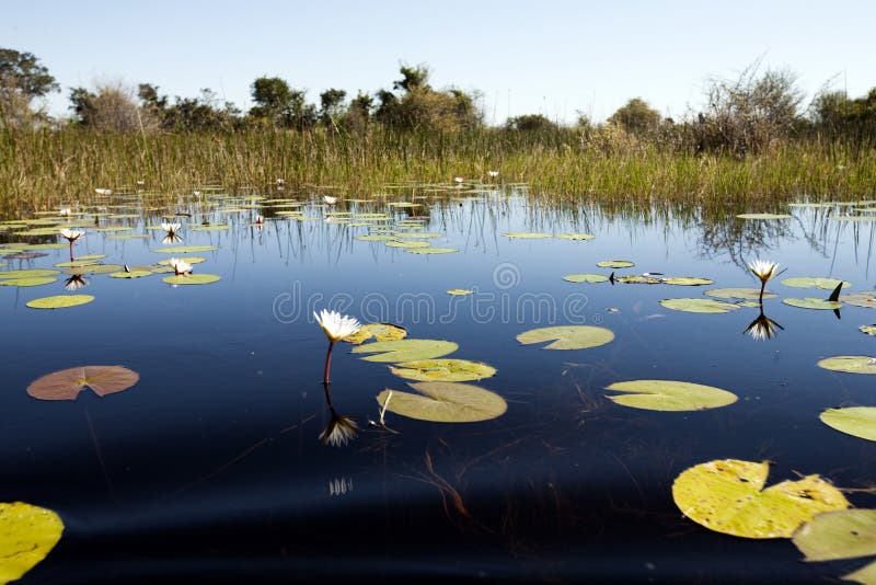 Delta do Okavango imagem de stock. Imagem de botsuana - 15424557