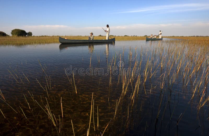 Delta De Okavango - Botswana Foto editorial - Imagen de mariscal ...