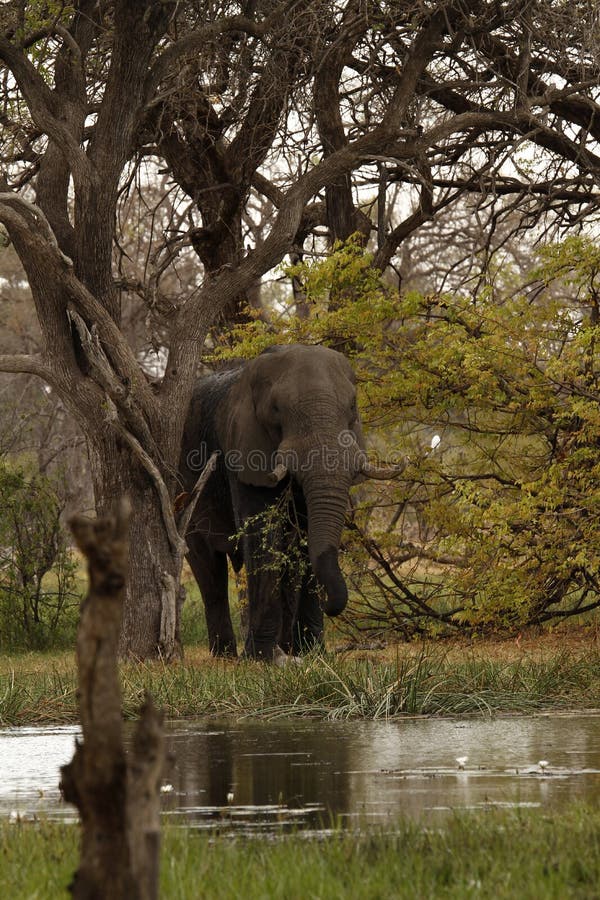 Delta Elephant stock image. Image of ears, hole, brian - 35987167