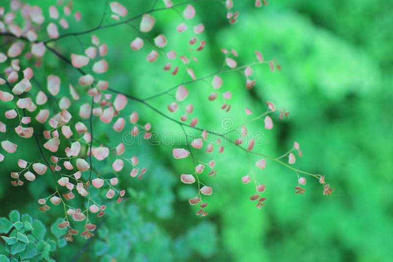 Delta Maidenhair Fern in Color Red Stock Photo - Image of delta, plant ...