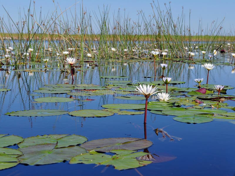 Delta Okavango foto de archivo. Imagen de azul, safari - 30452040