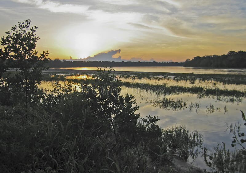 Delta Peruano Del Amazonas De La Tierra Baja Foto de archivo - Imagen ...