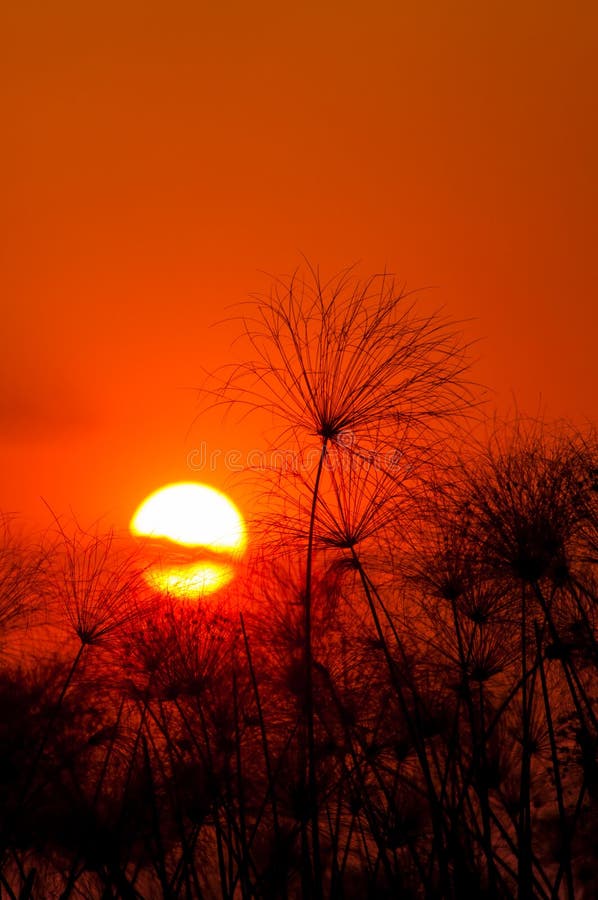Delta Sunset over papyrus stock photo. Image of colour - 58473568