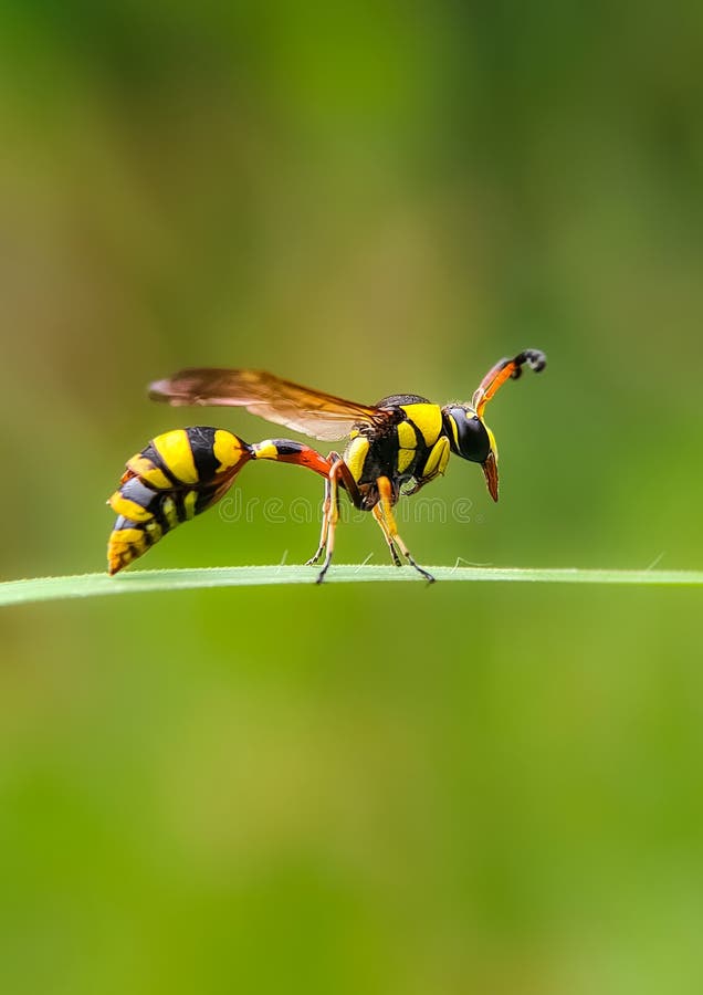 The delta wasp is alone stock photo. Image of arthropod - 265799448