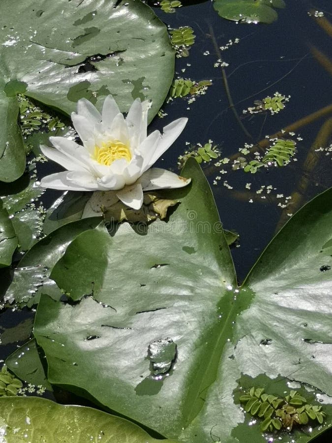 Delta, Water Lilies, Water, Plants, Vegetation Stock Photo - Image of ...