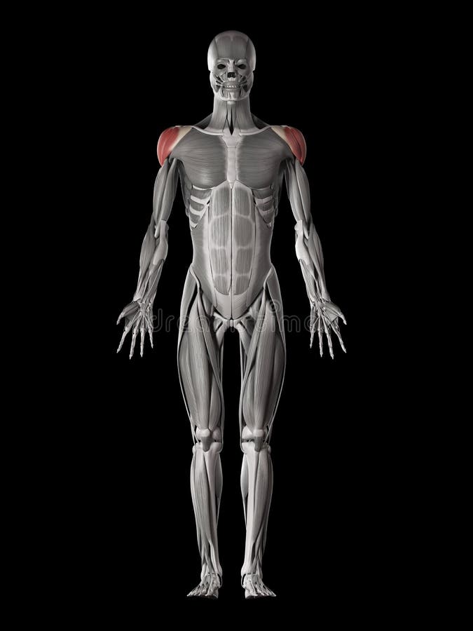 Deltamuskeln stock illustrationer. Illustration av exakt - 57547941