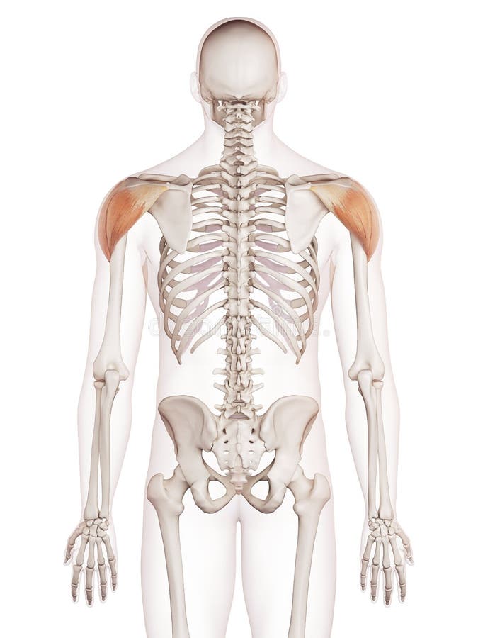 Deltoideusmuskeln stock illustrationer. Illustration av bakgrund - 56285879