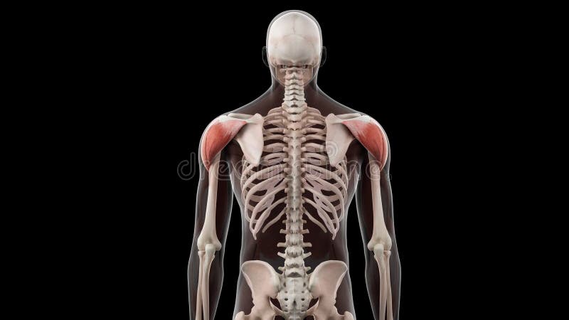 Anatomy of the Deltoid Muscles Stock Video - Video of shoulders ...