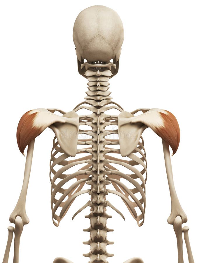 The deltoid stock illustration. Illustration of back - 45575866