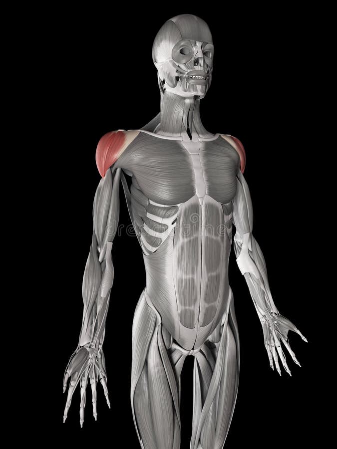The deltoid stock illustration. Illustration of deltoid - 45576671
