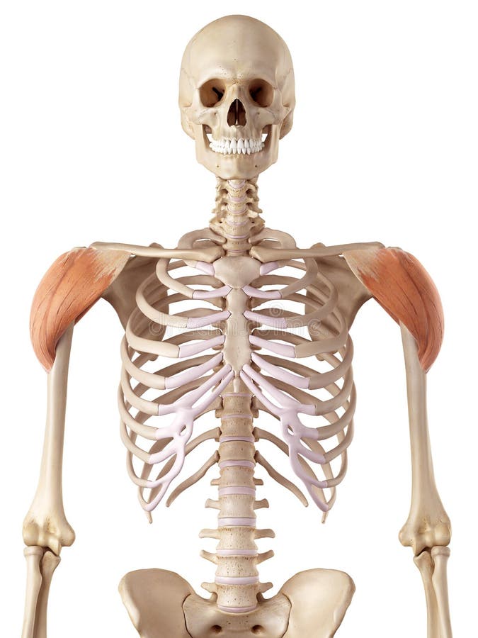 The deltoid stock illustration. Illustration of anatomy - 56285880