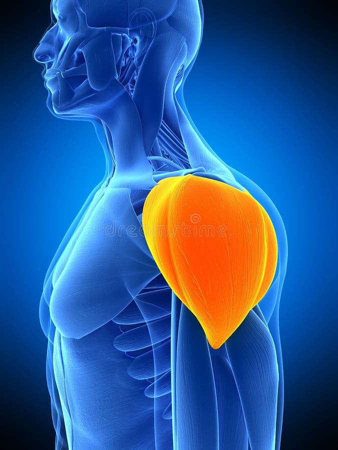 The deltoid stock illustration. Illustration of graphic - 56285879