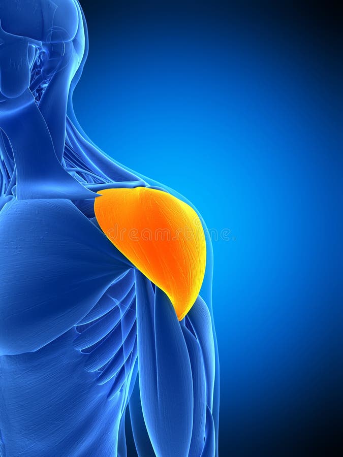 The deltoid stock illustration. Illustration of muscular - 72488056