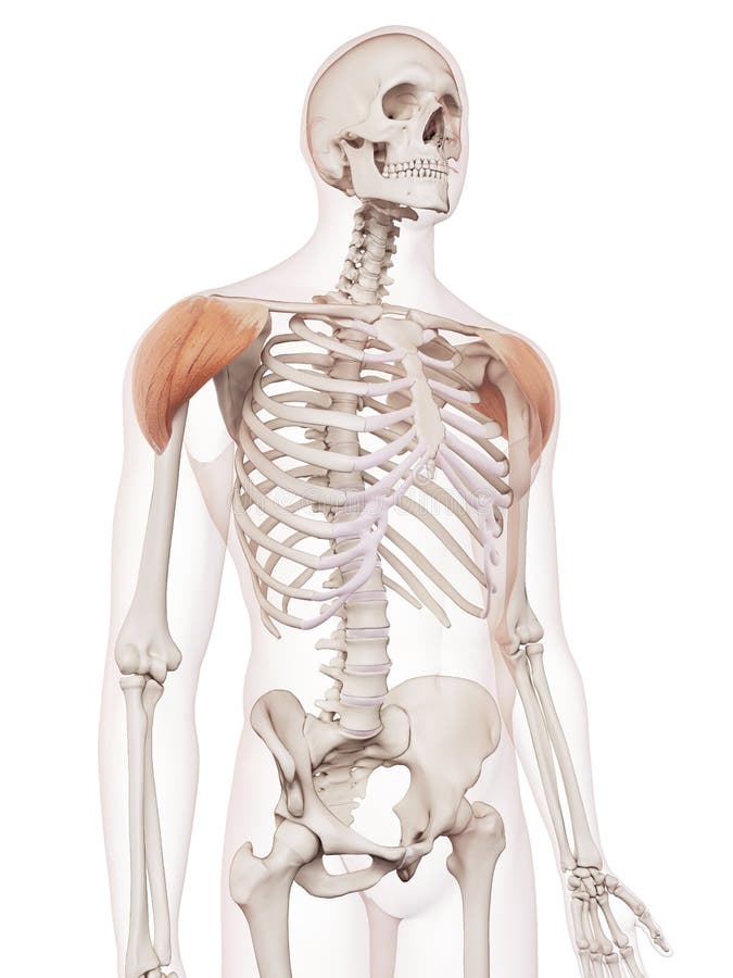 The deltoid stock illustration. Illustration of skin - 57547958