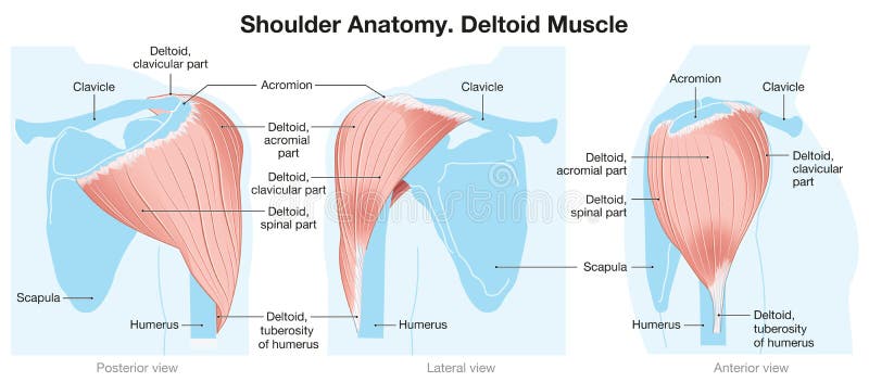 Deltoid Muscle. Shoulder Anatomy. Blue Version. Labeled Stock ...