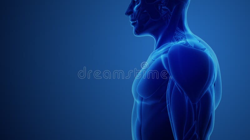 Deltoid Muscles with Blue Background Stock Footage - Video of bone ...