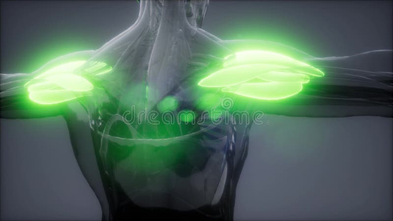 Deltoid - Visible Muscle Anatomy Map Stock Illustration - Illustration ...