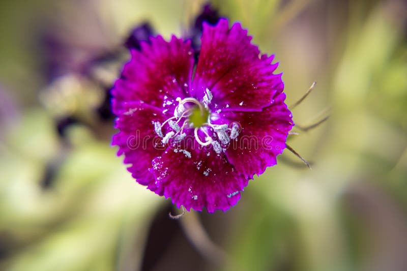 Delusional Flower Deep Pink. Macro Photo Stock Image - Image of card ...