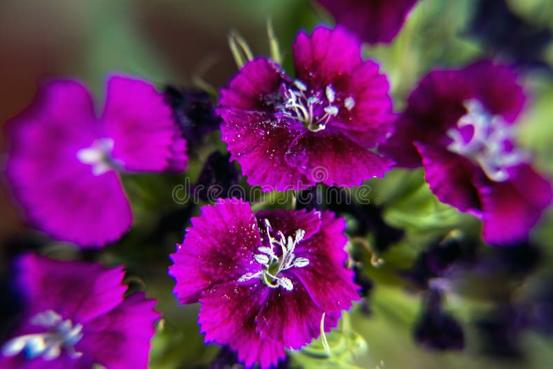 Copper Geometric Abstract Vector Texture Seamless Packaging Pattern ...