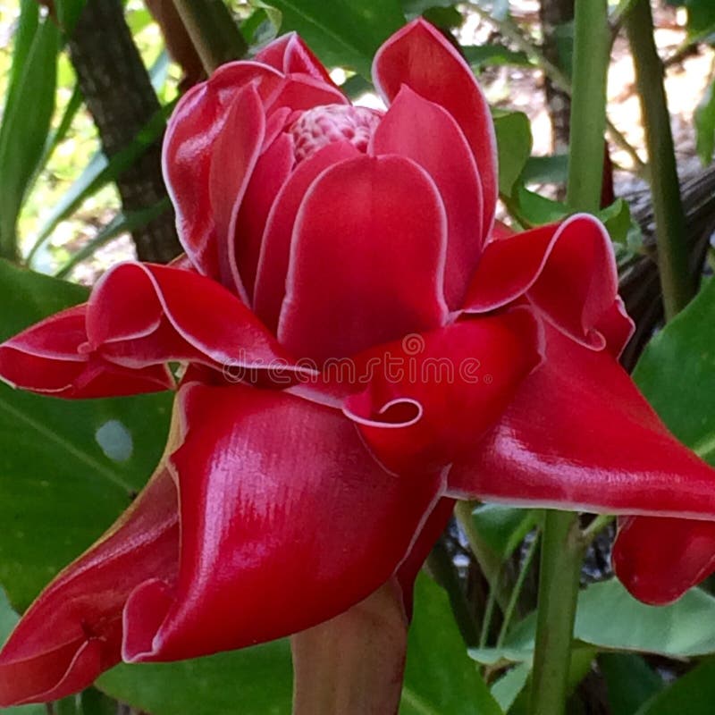 Deluxe Flower stock image. Image of gardens, local, flower - 77835781