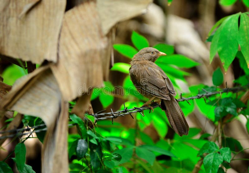 Demalichcha Bird Stock Photos - Free & Royalty-Free Stock Photos from ...