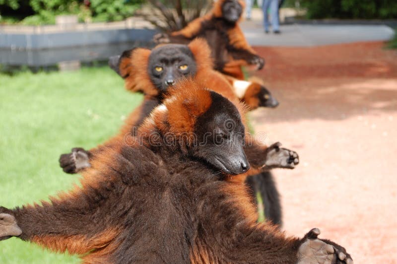 Demi De Singes Douces Dans Le Zoo Image stock - Image du demi, chaud ...