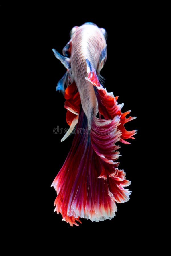 Demi-lune De Combat Siamoise De Poissons De Queue Rouge Et Blanche ...