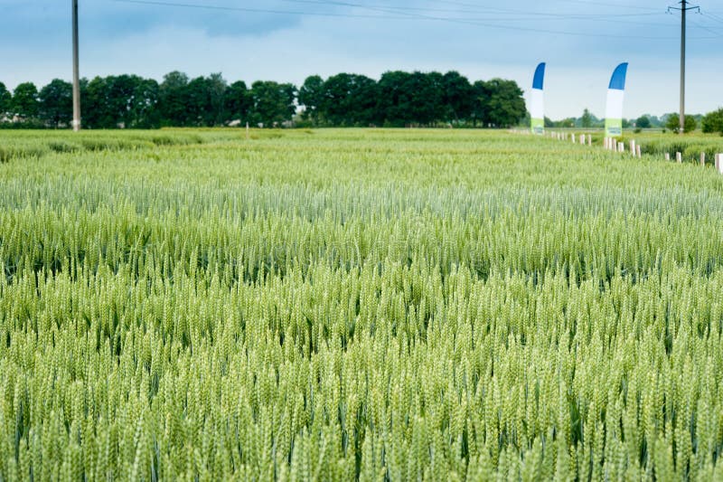Demo - Graansoorten in Wintergerst En Tarwe Stock Foto - Image of ...