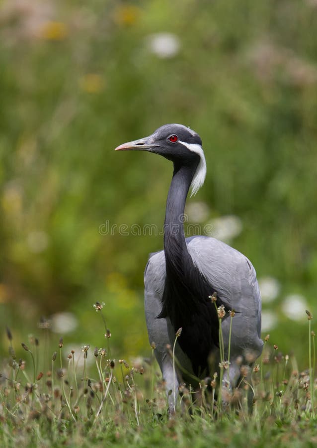 Demoiselle Crane (Anthropoides Virgo) Stock Photo - Image of exotic ...