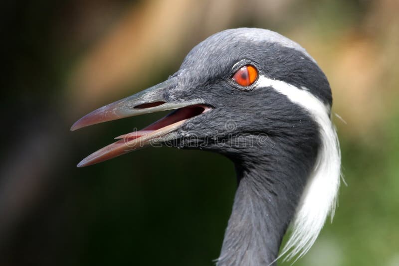 Demoiselle Crane Bird Blinking Stock Photo - Image of tongue, membrane ...