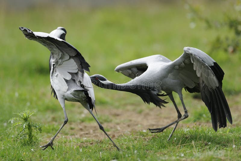 Demoiselle cranes squabble stock image. Image of elegant - 16262553