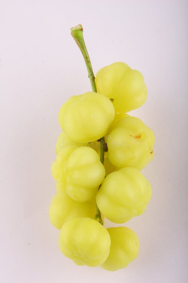 Demoiselle Ou Fruit De Grosella Photo stock - Image du médecine, herbal ...
