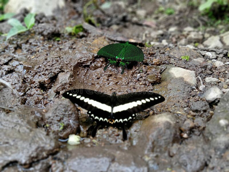 Demolion Papilio and Papilio Paris Butterflies Stock Image - Image of ...
