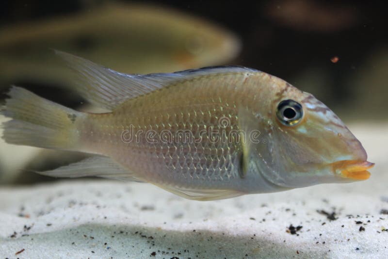 Jurupari Earth Eater Stock Photos - Free & Royalty-Free Stock Photos ...