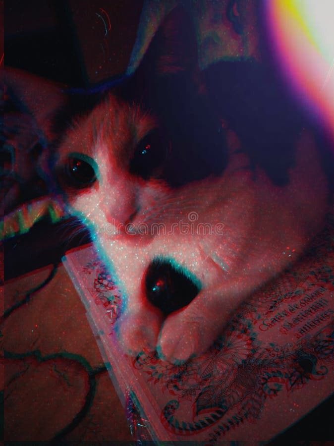 105 Demon Kitty Stock Photos - Free & Royalty-Free Stock Photos from ...