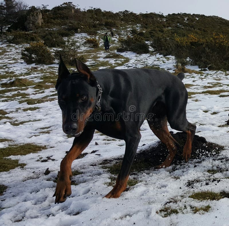 Demon in Snow stock photo. Image of jugando, primera - 100920618