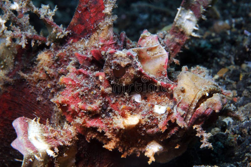 Demon Stinger stock photo. Image of camouflage, oceanic - 29547686