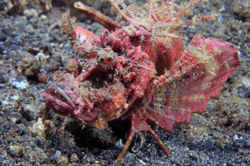 Demon stinger stock image. Image of indian, scorpaenidae - 35237389