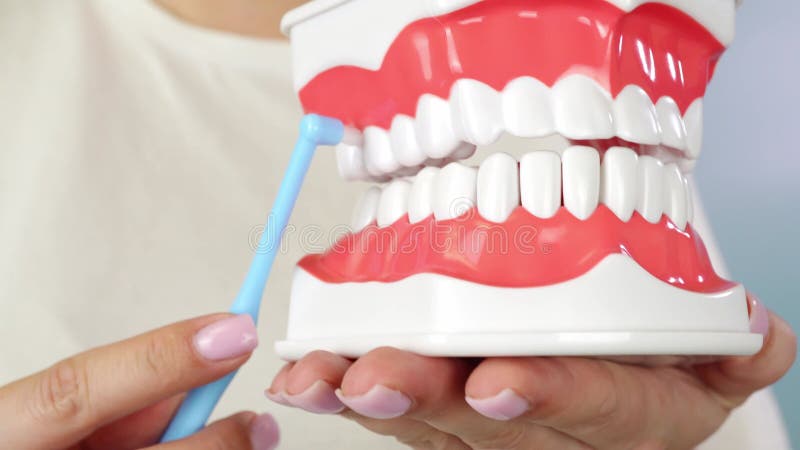 Demonstrating Oral Hygiene Techniques on a Dental Model with a Blue ...